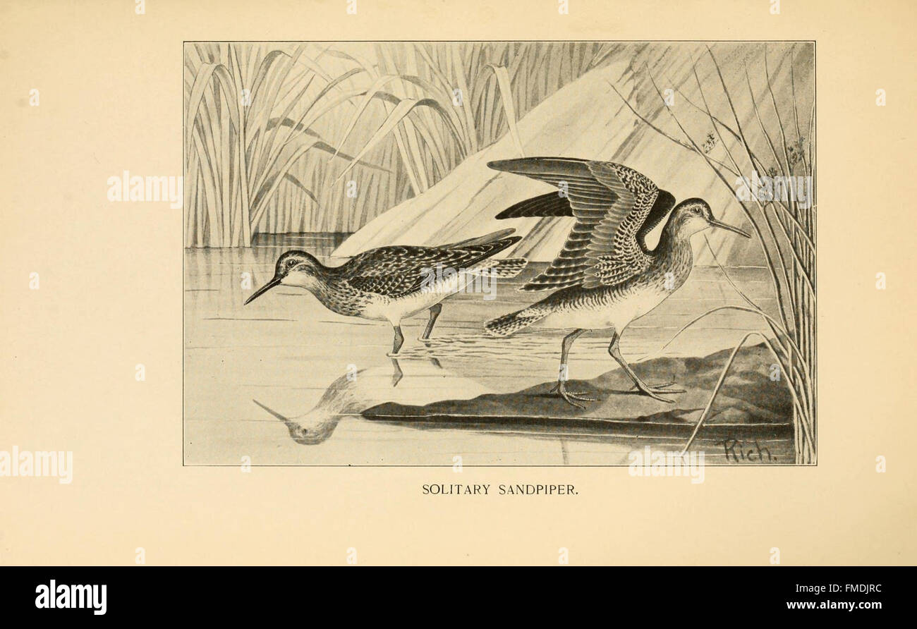 This plate from 'Feathered Game of the Northeast' depicts various ...