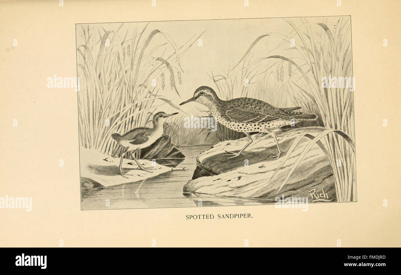 Plate 37 from 'Feathered Game of the Northeast' depicts various species ...