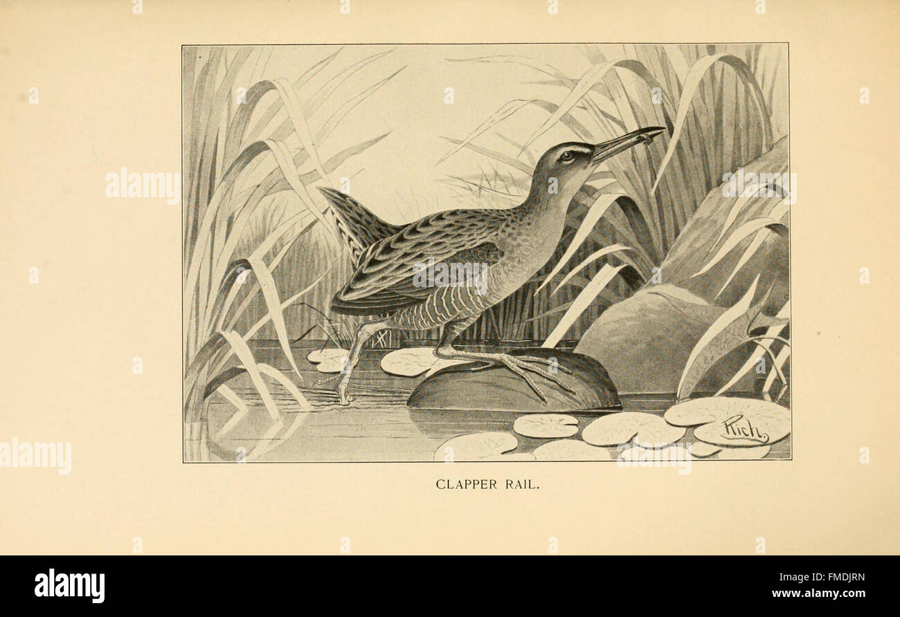 'Feathered Game of the Northeast' (Plate 44) presents detailed ...