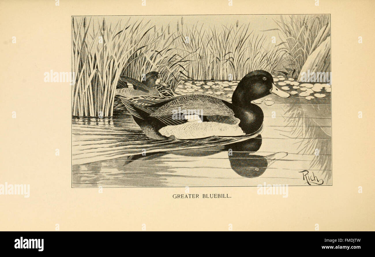 This illustration from 'Feathered Game of the Northeast' features ...