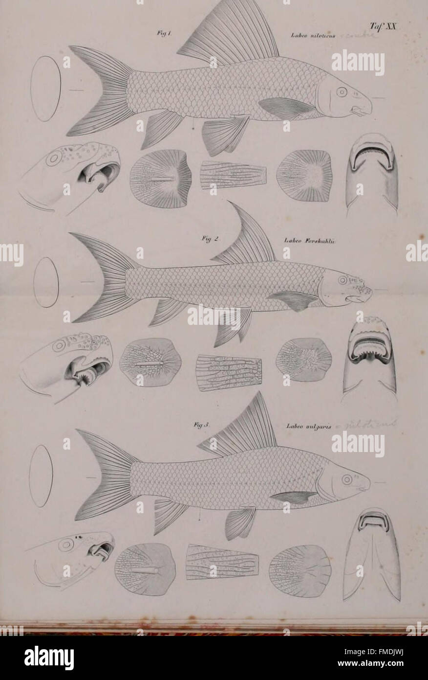 'Abbildungen und Beschreibungen der Fische Syriens' (Illustrations and ...