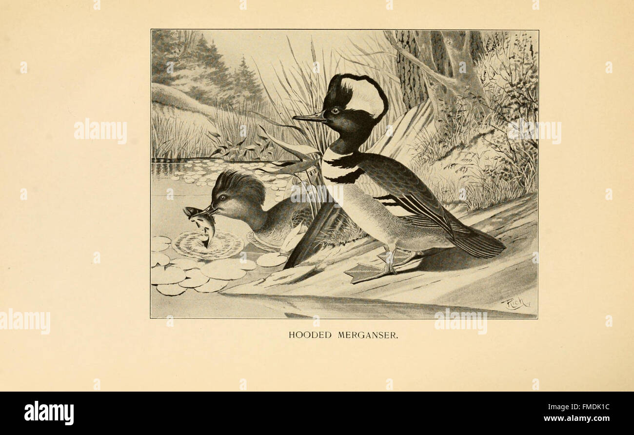 Plate 85 from 'Feathered Game of the Northeast' depicts various species ...