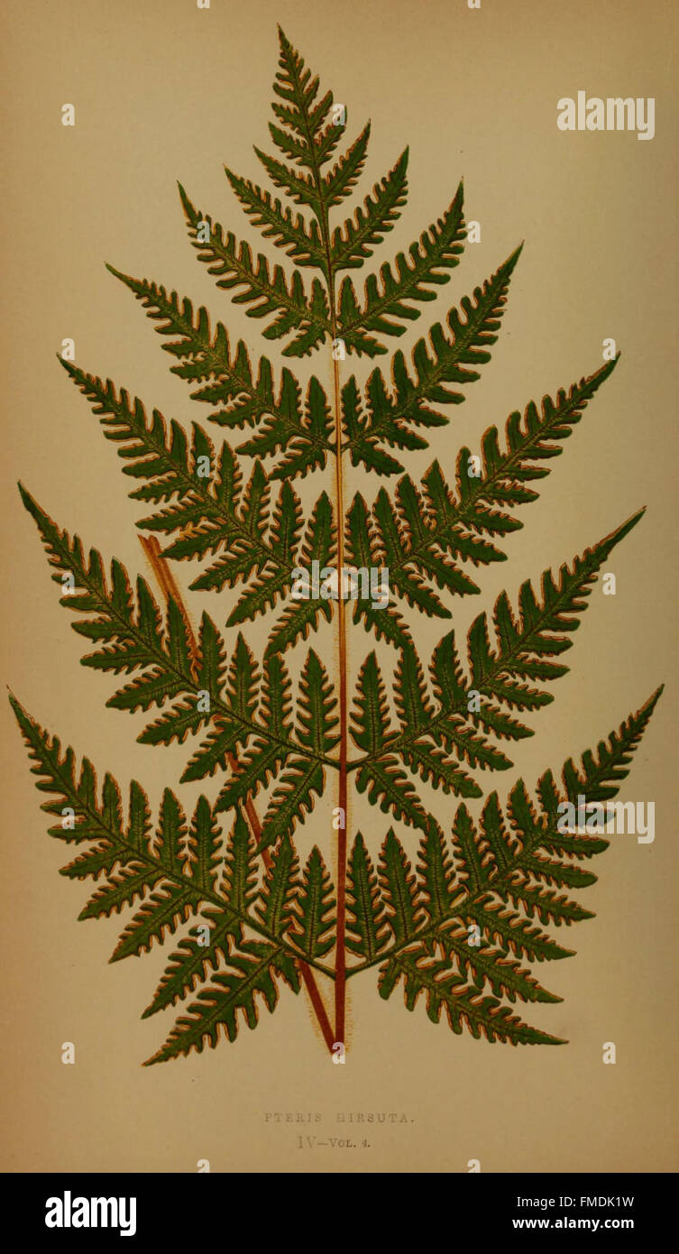 'Ferns - British and Exotic' explores a variety of ferns from the UK ...