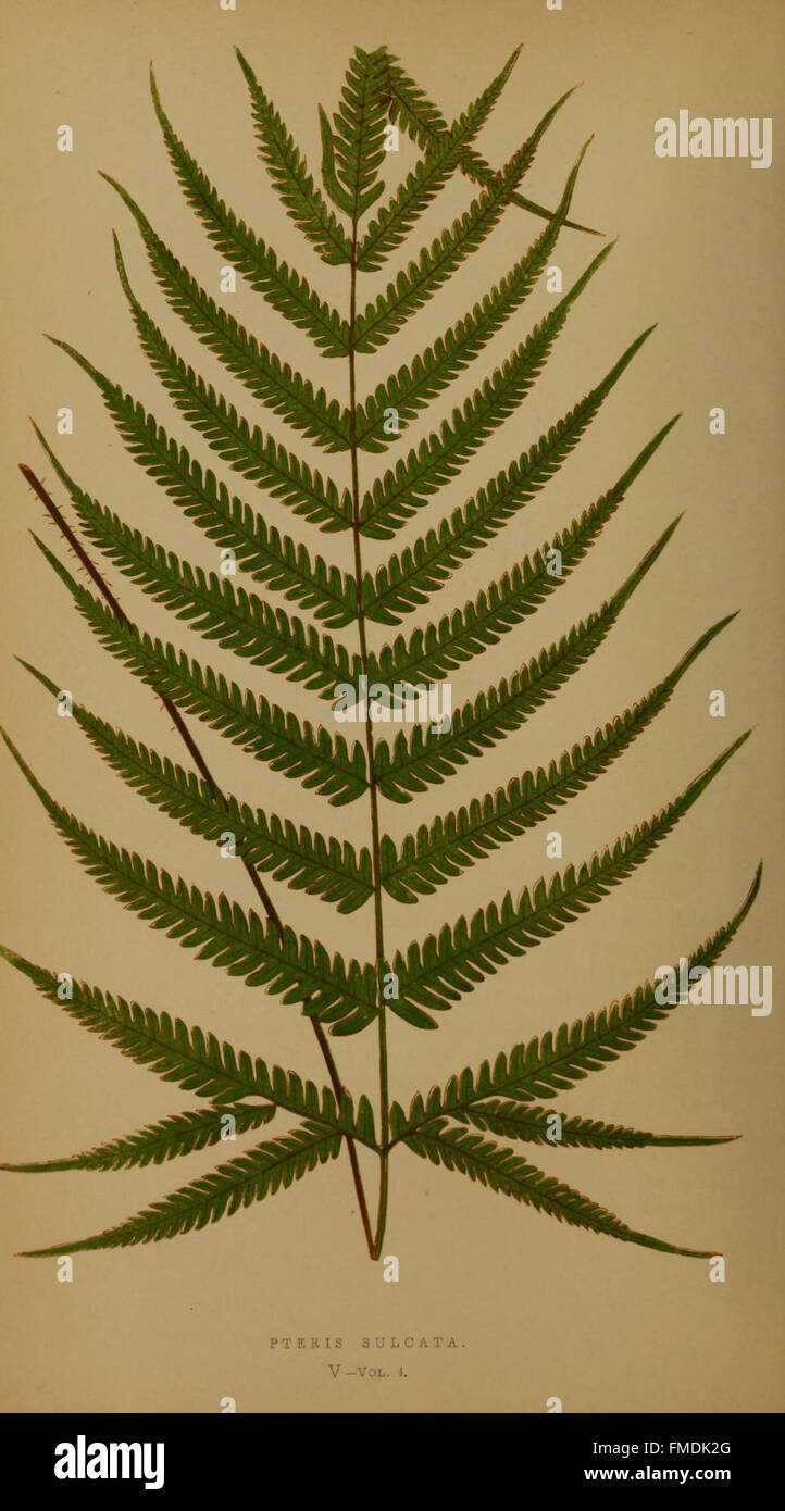 'Ferns - British and Exotic (Pl. V)' illustrates various fern species ...