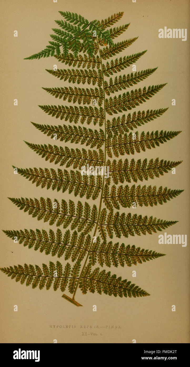 Plate XI from 'Ferns: British and Exotic' showcases both native and non ...