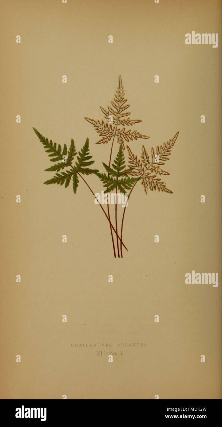 Plate XII from *Ferns - British and Exotic* showcases both native ...