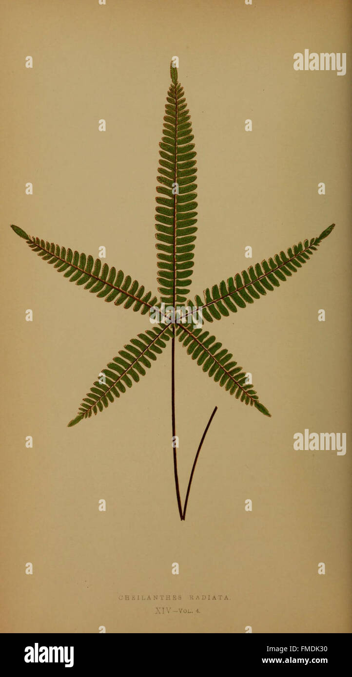 'Ferns - British and Exotic' (Plate XIV) presents detailed ...