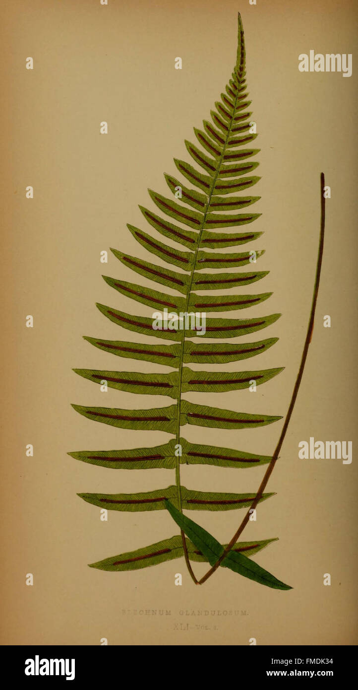 Plate XLI from 'Ferns - British and Exotic' illustrates various fern ...