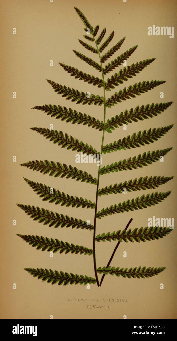 Ferns- British and exotic (Pl. XLV Stock Photo - Alamy