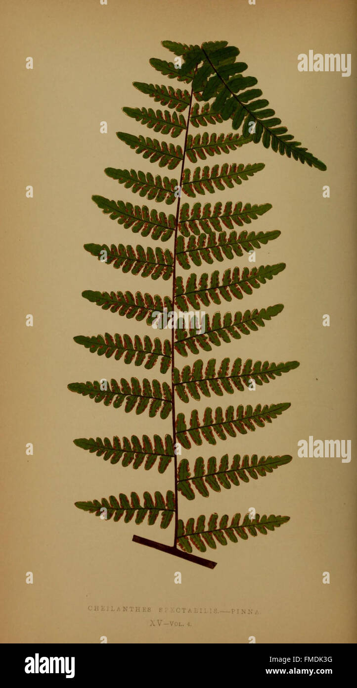 Ferns- British and exotic (Pl. XV Stock Photo - Alamy