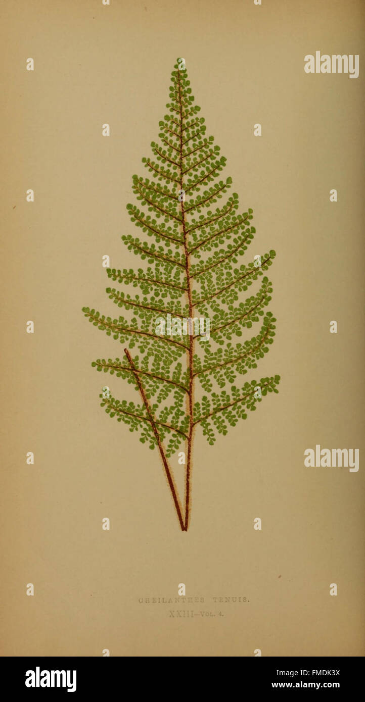 Plate XXIII from 'Ferns: British and Exotic' features a detailed ...