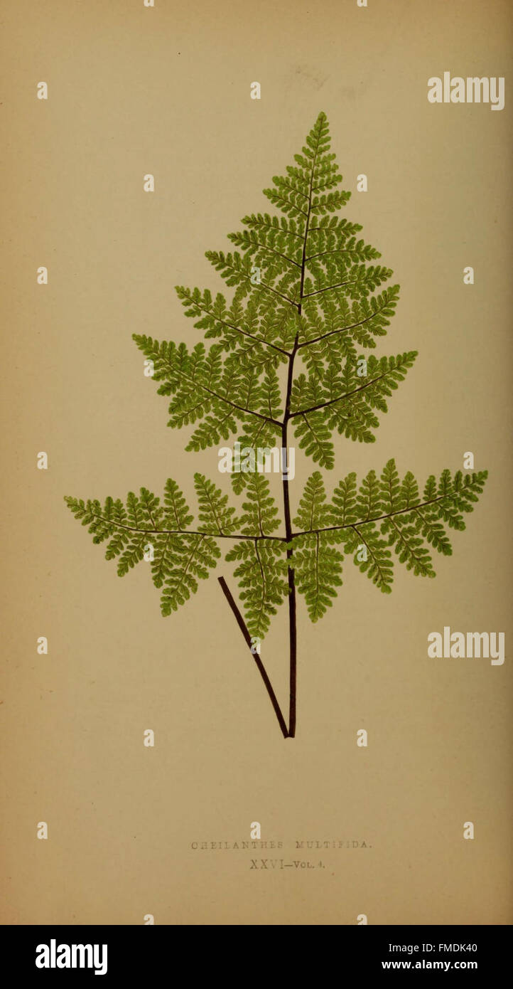 'Ferns - British and Exotic' (Pl. XXVI) presents a detailed ...