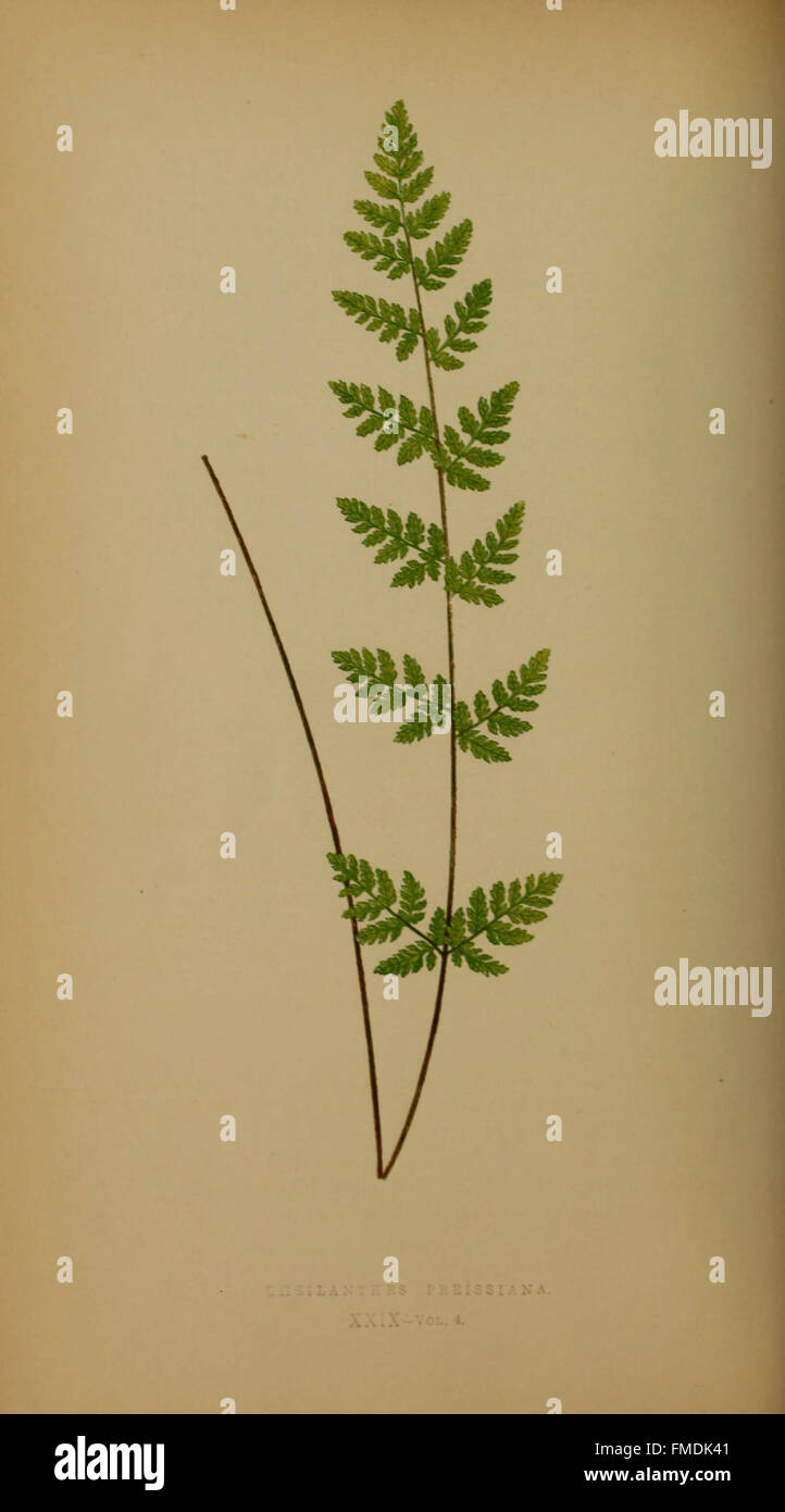 Plate XXIX from 'Ferns - British and Exotic' displays various fern ...