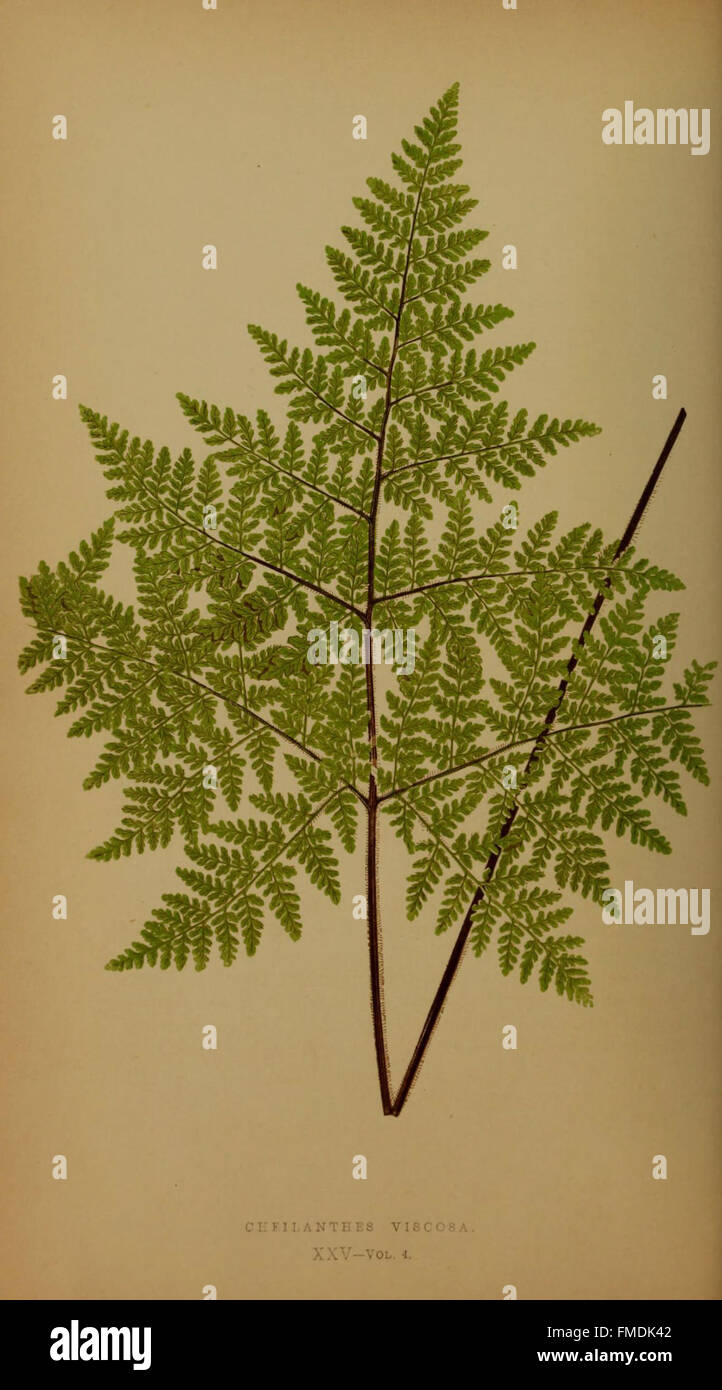 This plate from 'Ferns - British and Exotic' showcases various species ...