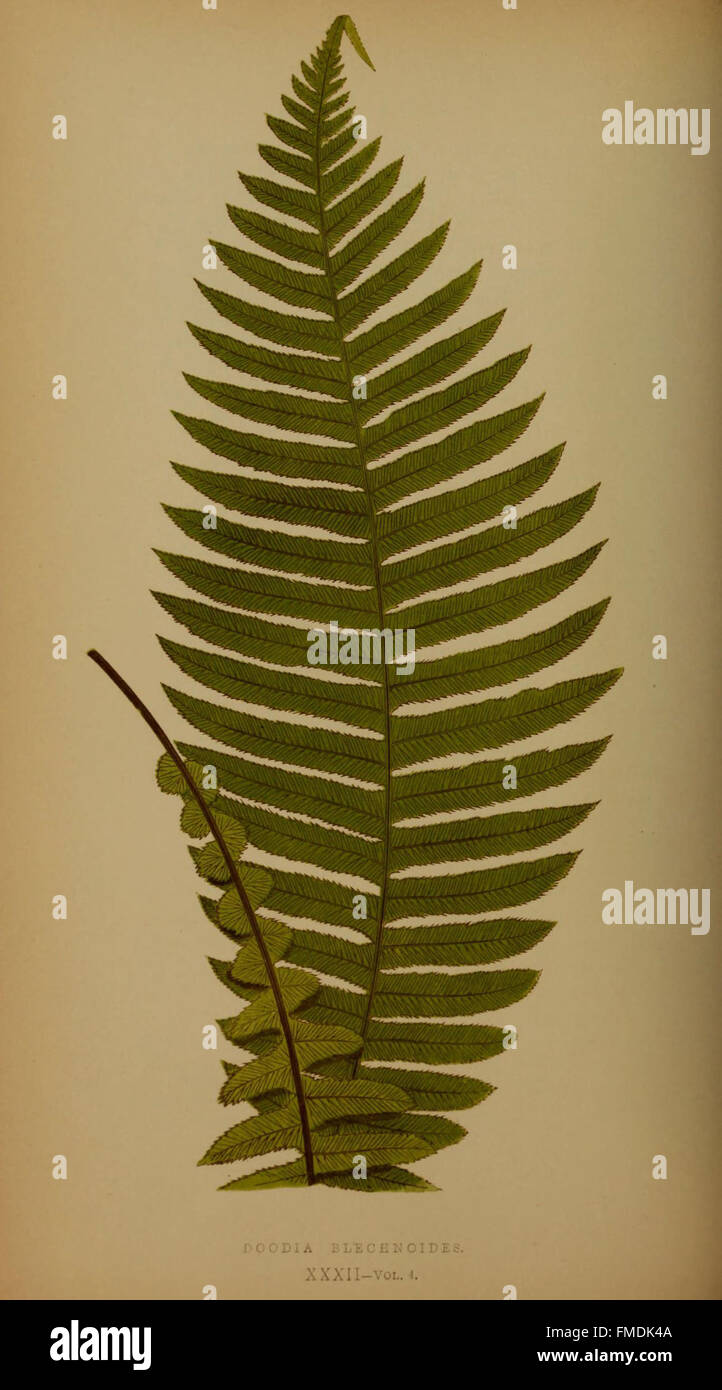 *Ferns - British and Exotic* (Pl. XXXII) is an illustration from a ...