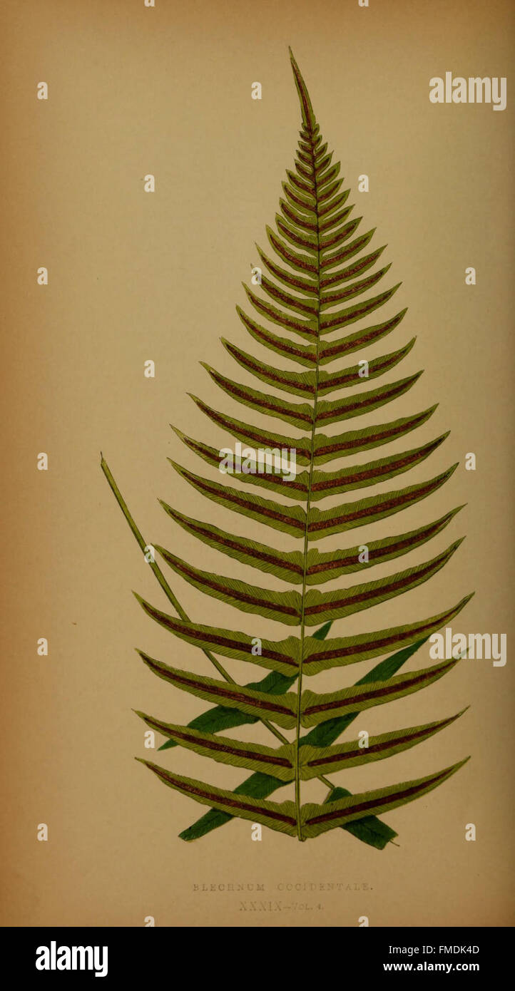Various fern parts hi-res stock photography and images - Alamy
