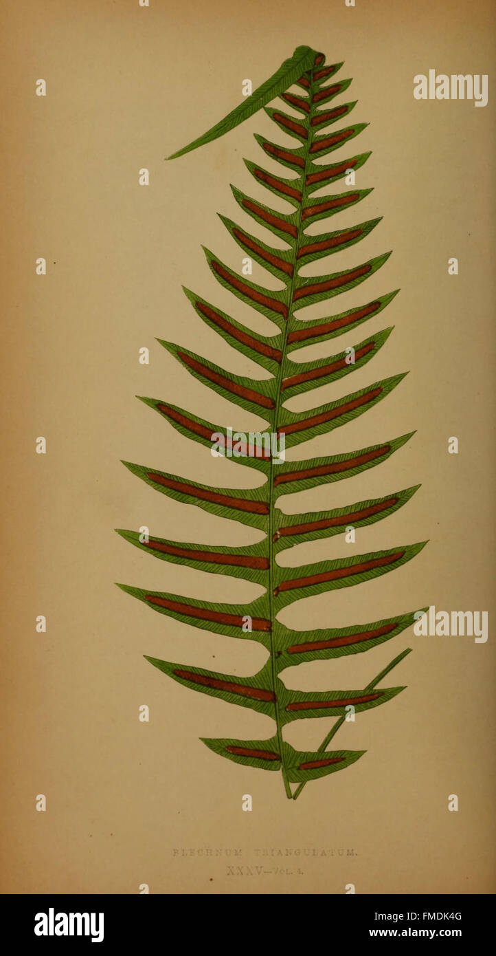Plate XXXV from 'Ferns - British and Exotic' illustrates a range of ...