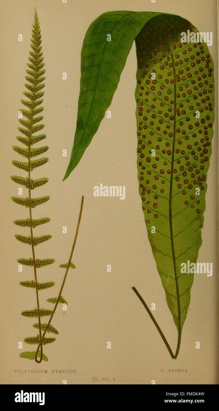'Ferns - British and Exotic' (Plate IX) offers a detailed survey of ...