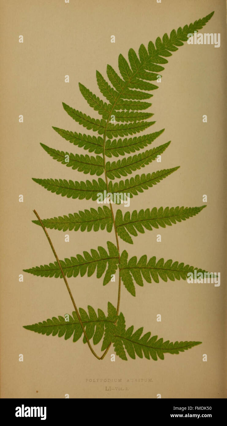 Plate LI from 'Ferns: British and Exotic' depicts a selection of fern ...