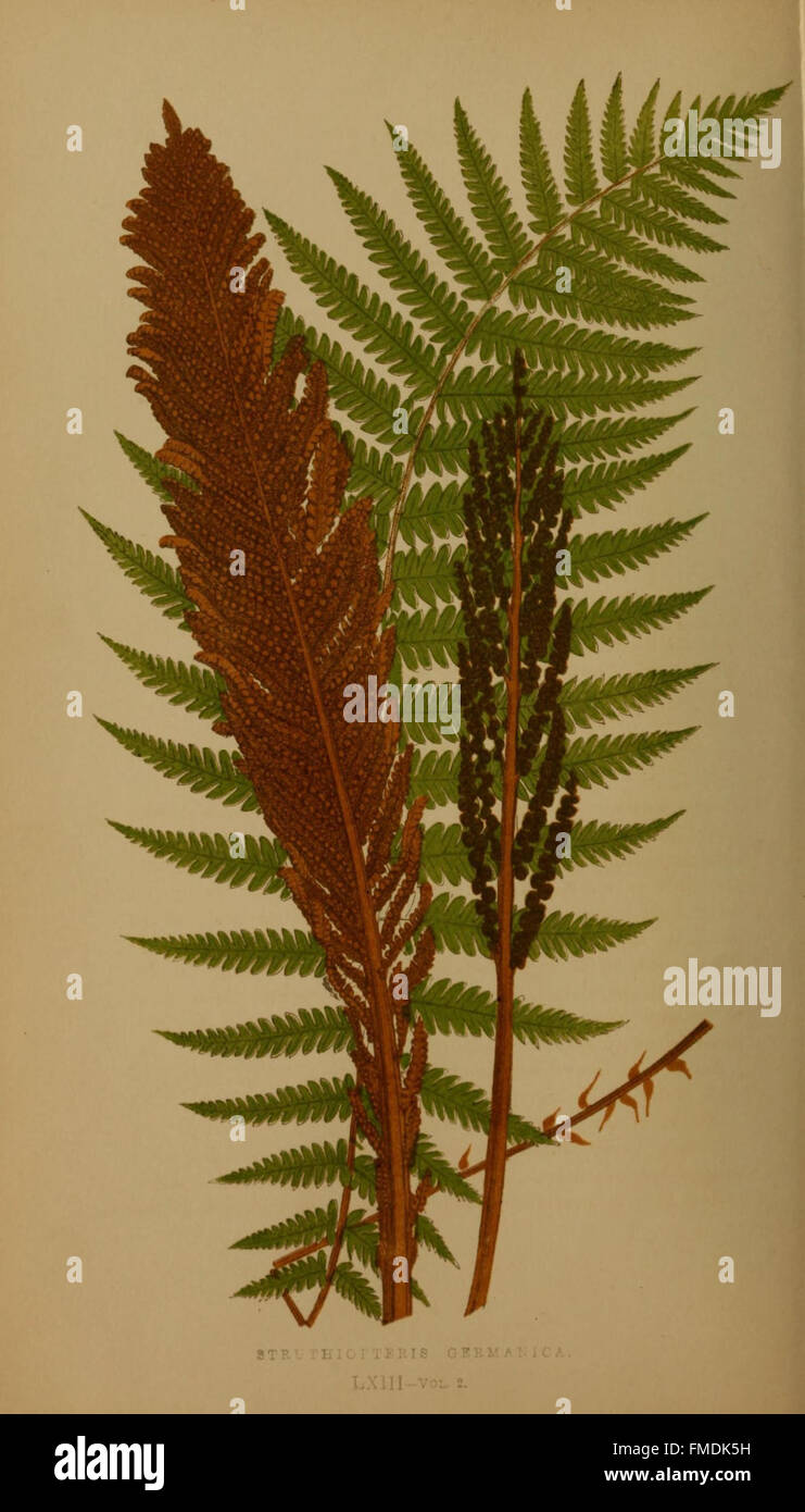 Plate LXIII from *Ferns - British and Exotic* illustrates a range of ...