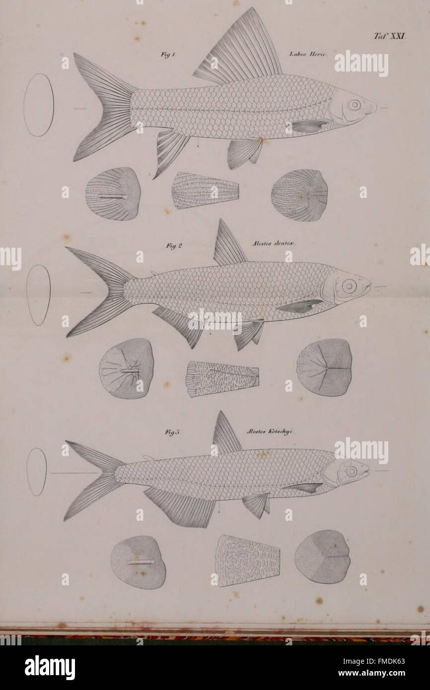Plate XXI from 'Abbildungen und Beschreibungen der Fische Syriens ...