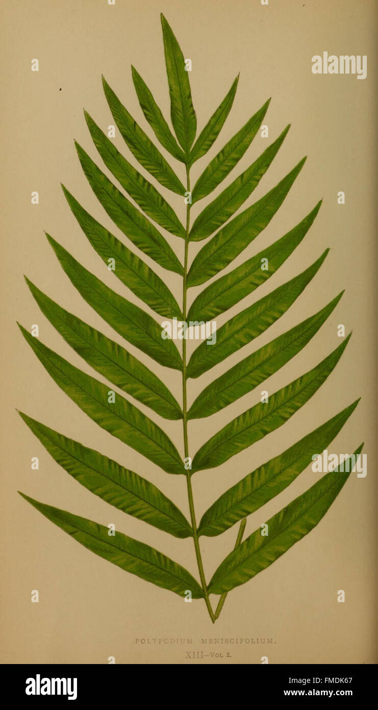 Plate XIII from 'Ferns- British and Exotic' illustrates a range of fern ...