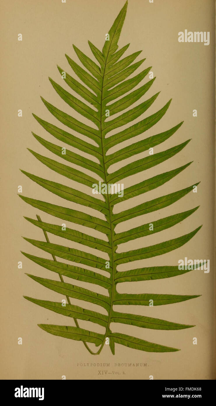 Plate XIV from 'Ferns - British and Exotic' offers detailed ...