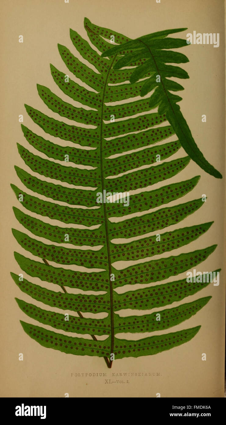 An illustration from a botanical work on ferns, highlighting both ...