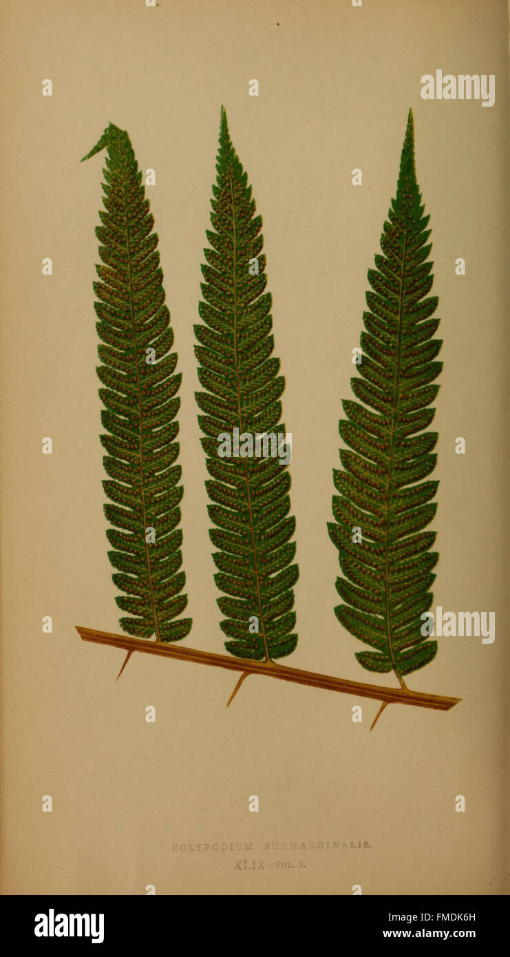 This plate features illustrations of ferns native to Britain as well as ...