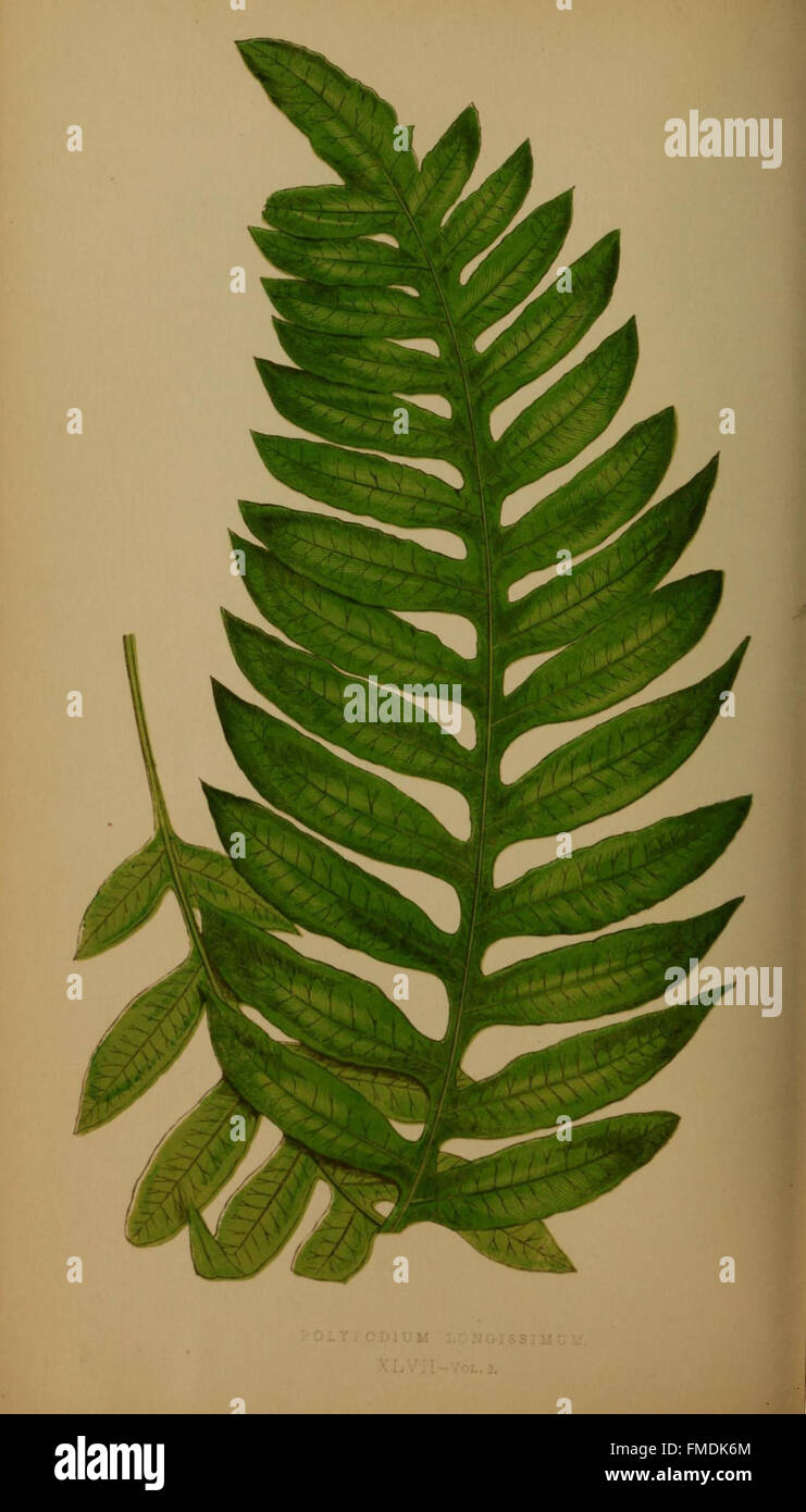 An illustration from 'Ferns- British and exotic' featuring both native ...