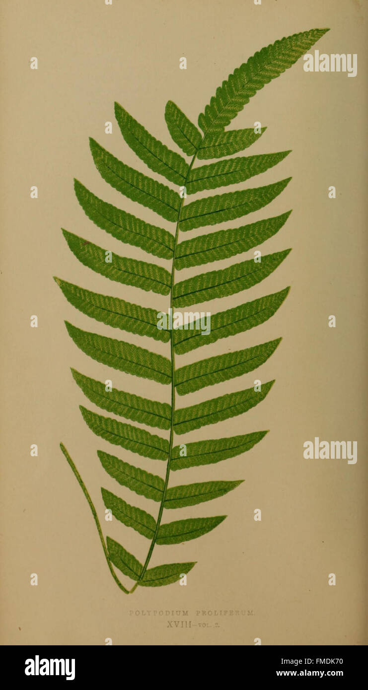 *Ferns: British and Exotic* (Plate XVIII) features illustrations of ...