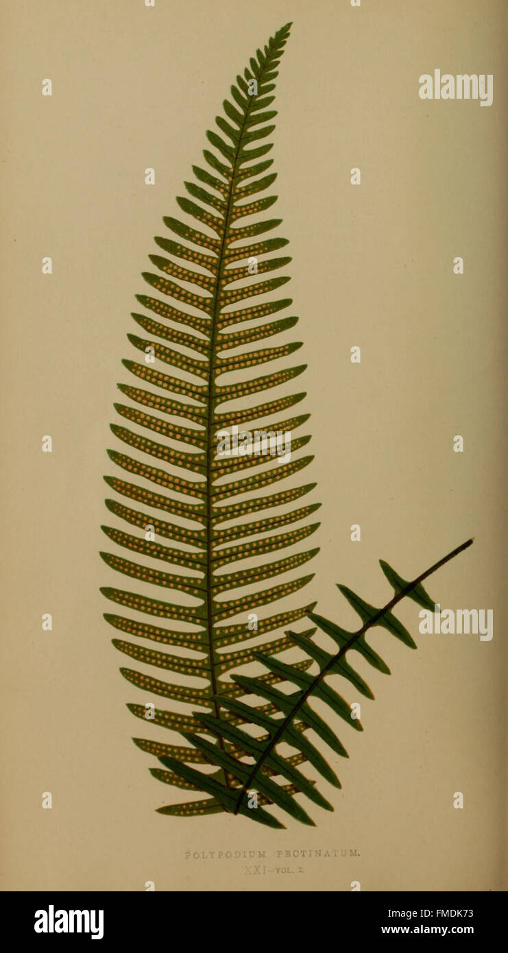 Ferns- British and exotic (Plate XXI Stock Photo - Alamy