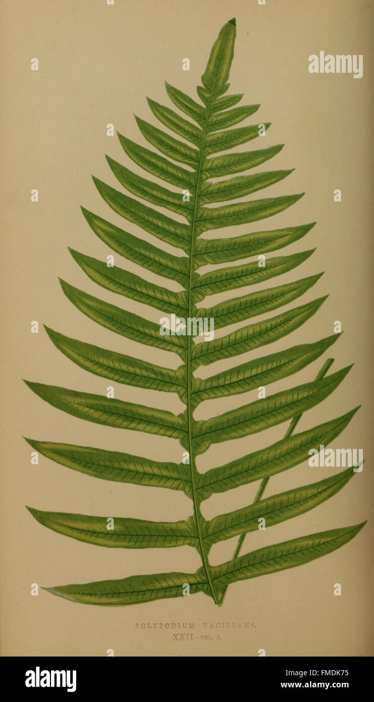 Plate XXII from 'Ferns - British and Exotic' features various fern ...