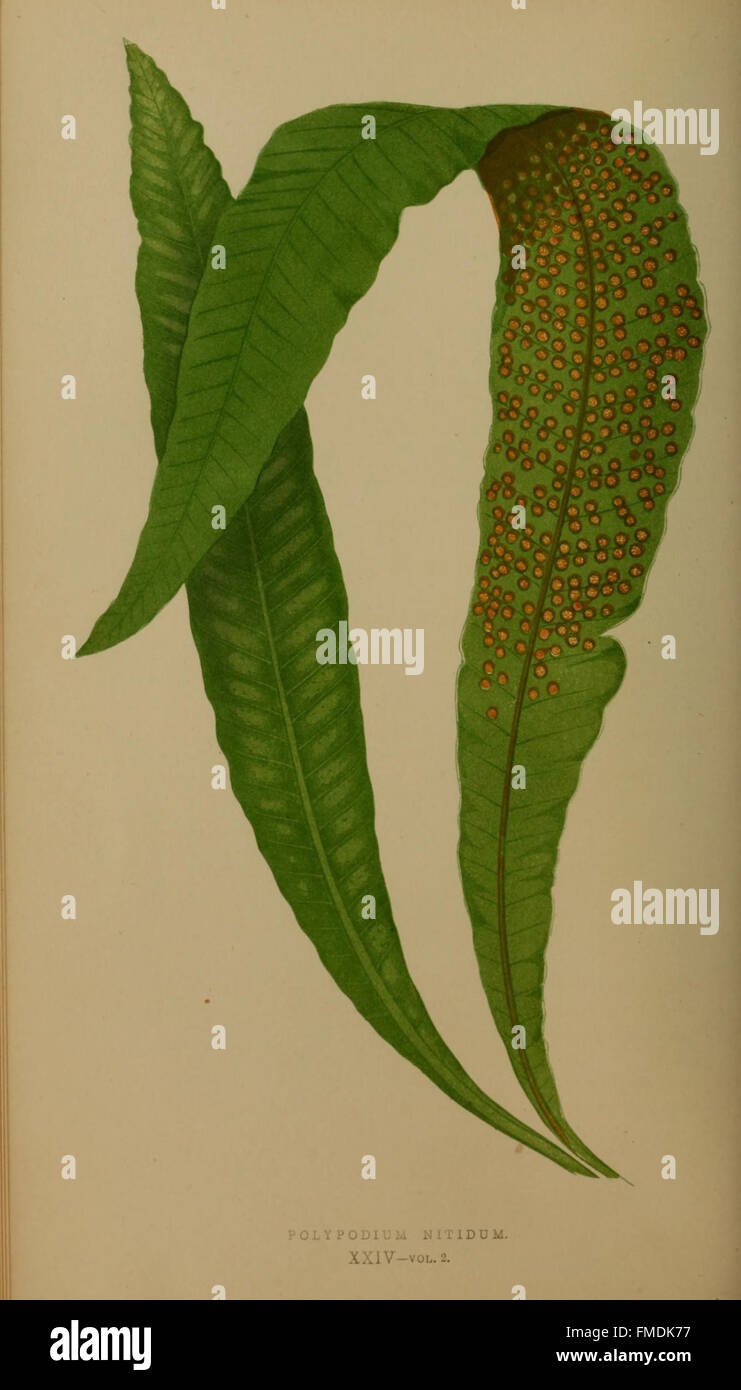 Ferns- British and exotic (Plate XXIV Stock Photo - Alamy