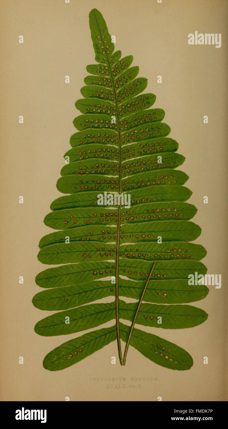 Plate XXXIII from 'Ferns - British and Exotic' illustrates a variety of ...