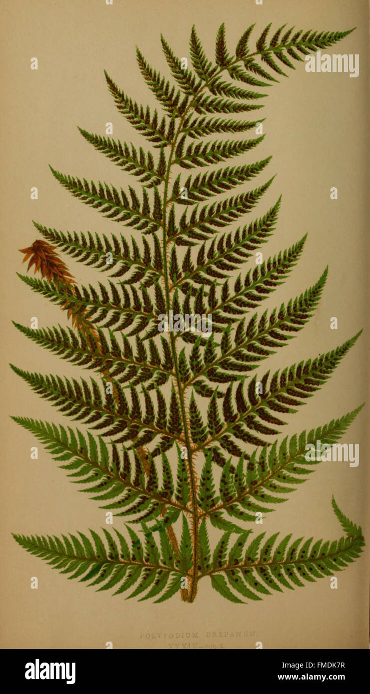 Ferns- British and exotic (Plate XXXIV Stock Photo - Alamy