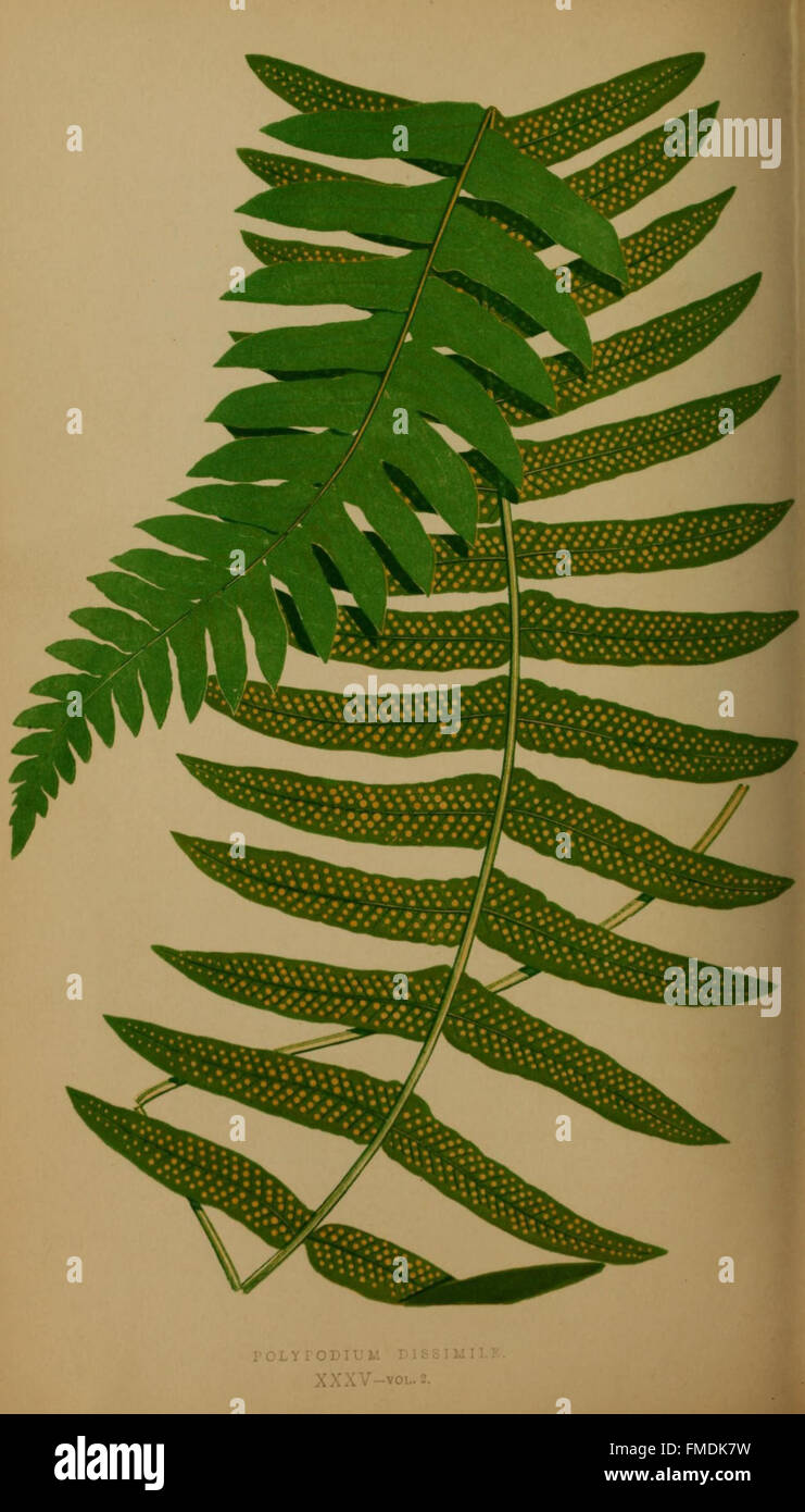 Plate XXXV from 'Ferns- British and Exotic' illustrates various species ...