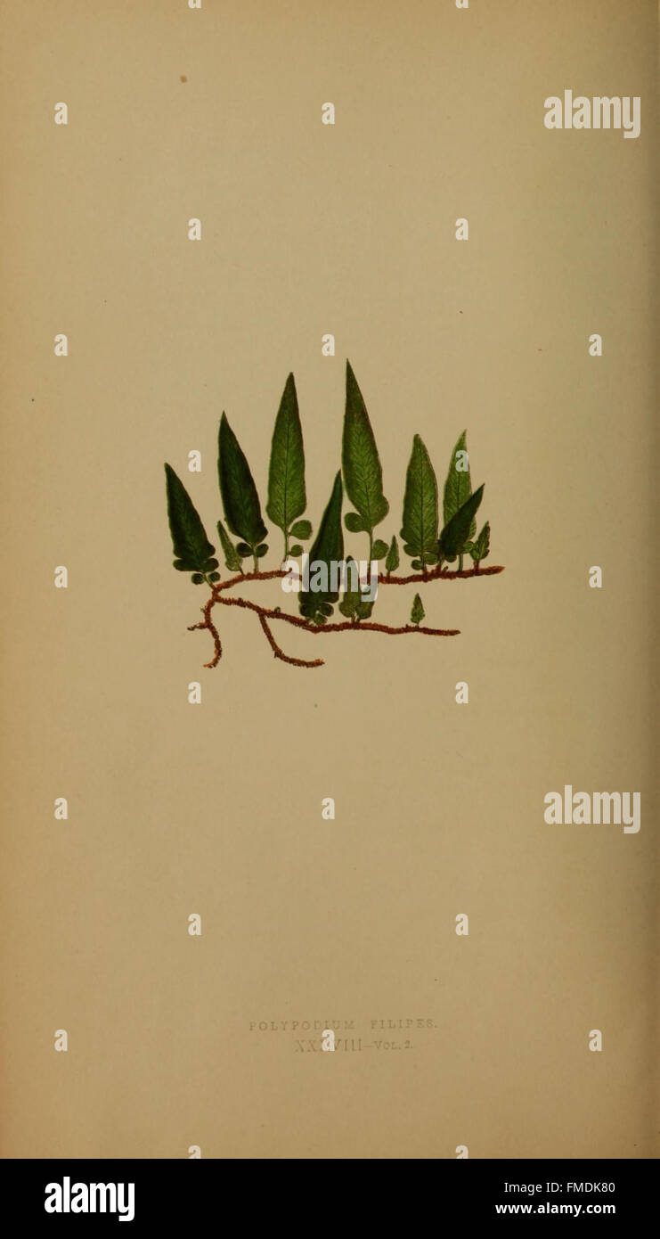 A botanical illustration from 'Ferns - British and Exotic', Plate ...