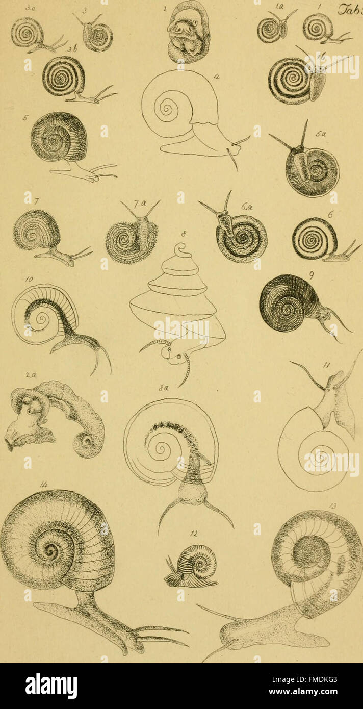 'Figures of Molluscous Animals' (1859) presents illustrations of ...