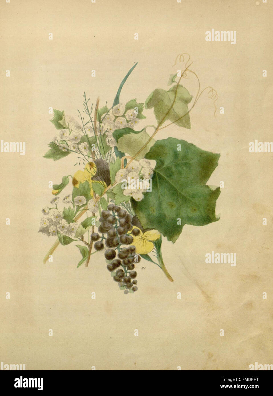 ‘Flora’s Dictionary’ offers a comprehensive reference for botanical ...