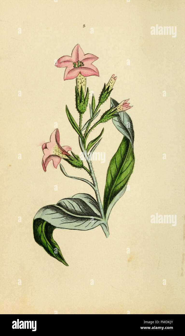 'Flora and Thalia' (Plate S) features botanical illustrations of ...