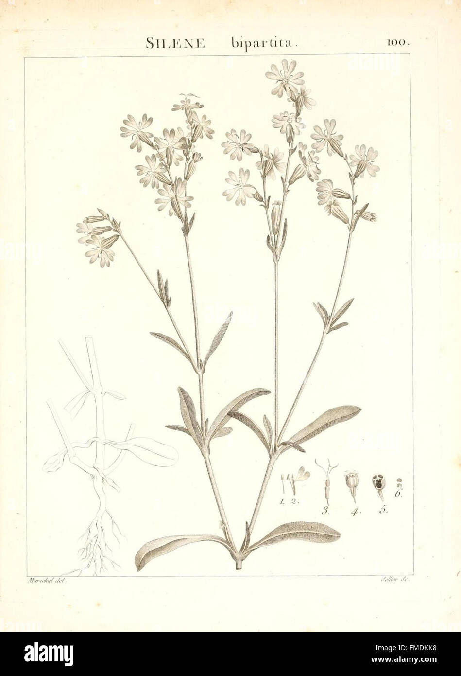 Plate 100 from 'Flora Atlantica' depicts plant species native to the ...