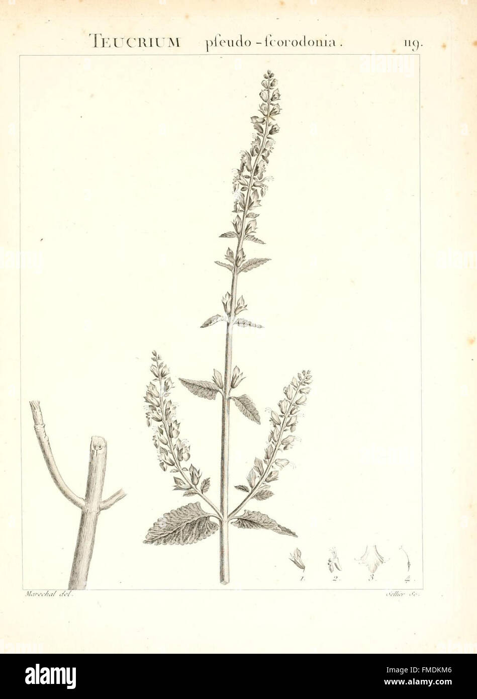 Plate 119 from 'Flora Atlantica' illustrates plant species from the ...