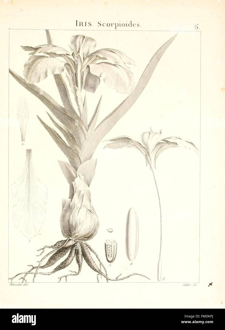 Plate 6 from 'Flora Atlantica' illustrates plants native to the Atlas ...