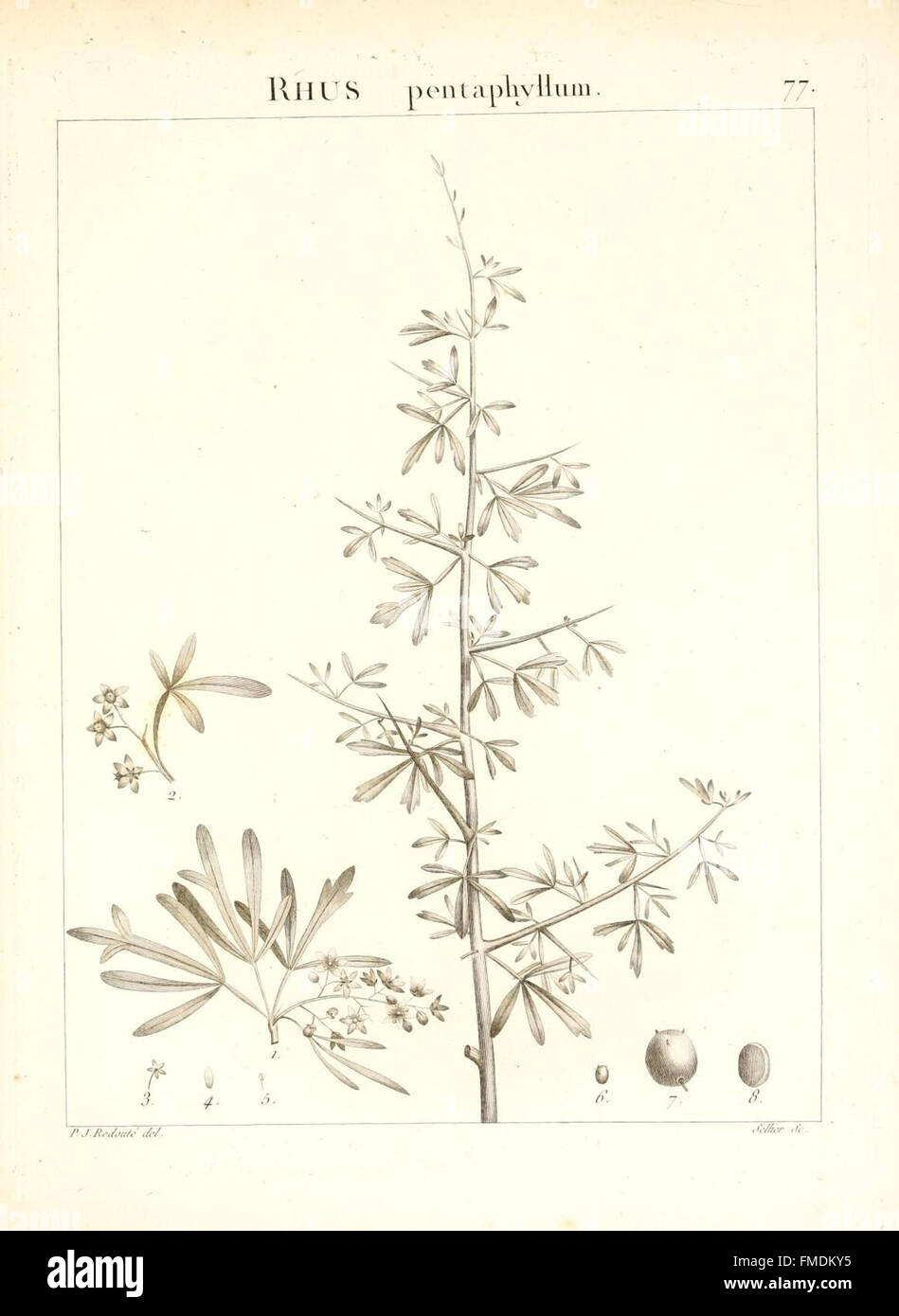 Plate 77 from 'Flora Atlantica' illustrates the plants native to the ...