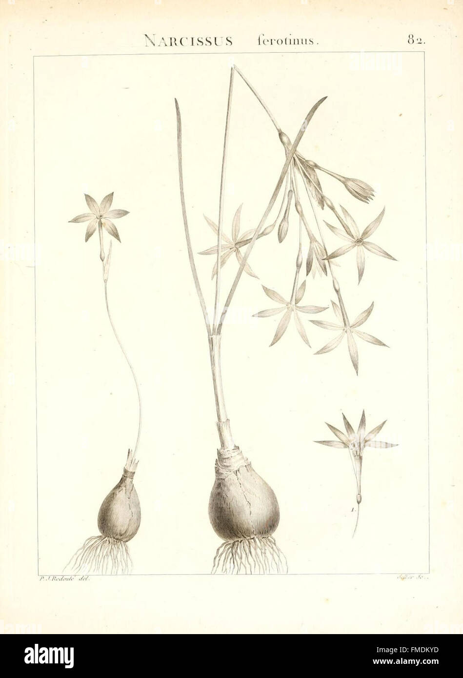 Plate 82 from *Flora Atlantica* documents plant species native to the ...