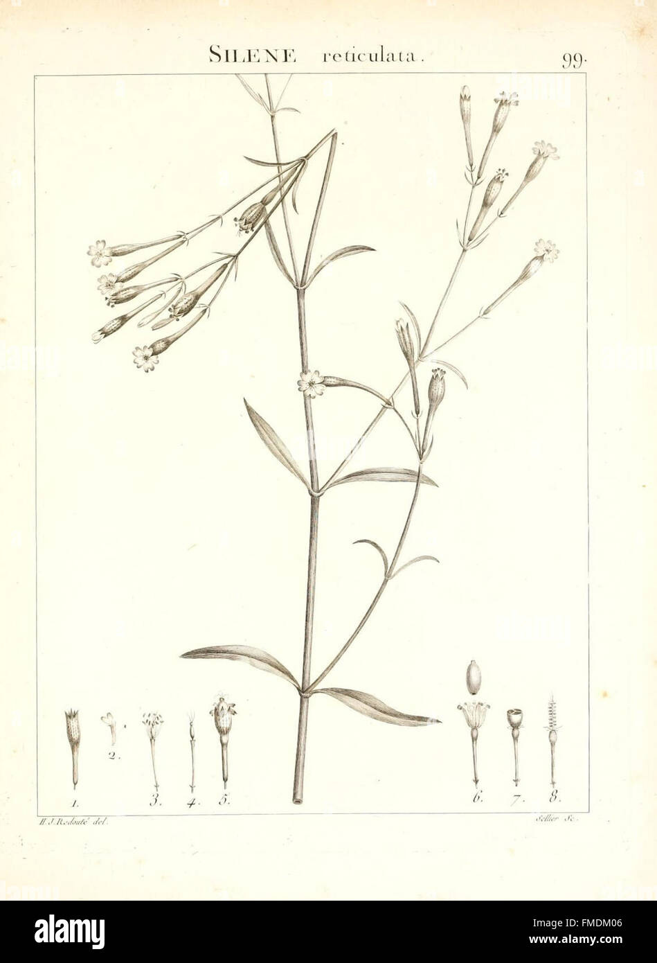 Plate 99 from 'Flora Atlantica' illustrates plant species native to the ...