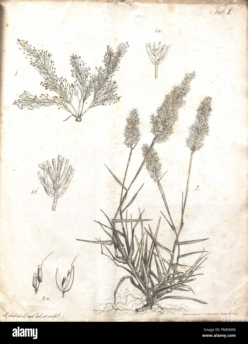 1787 1860 1818 1880 azores botanical illustration catalogs catalogs ...