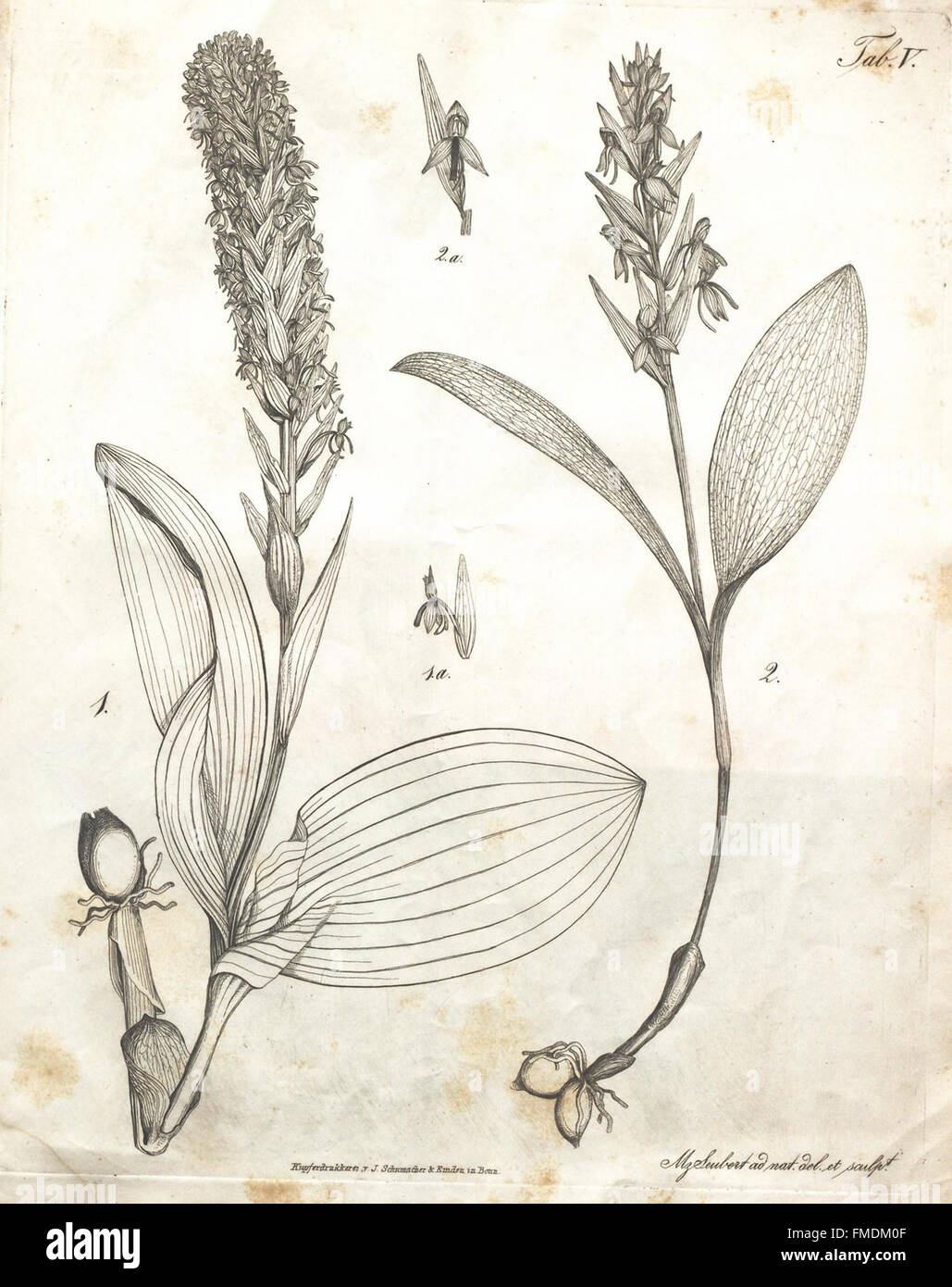 'Flora Azorica' features detailed botanical illustrations of plant ...