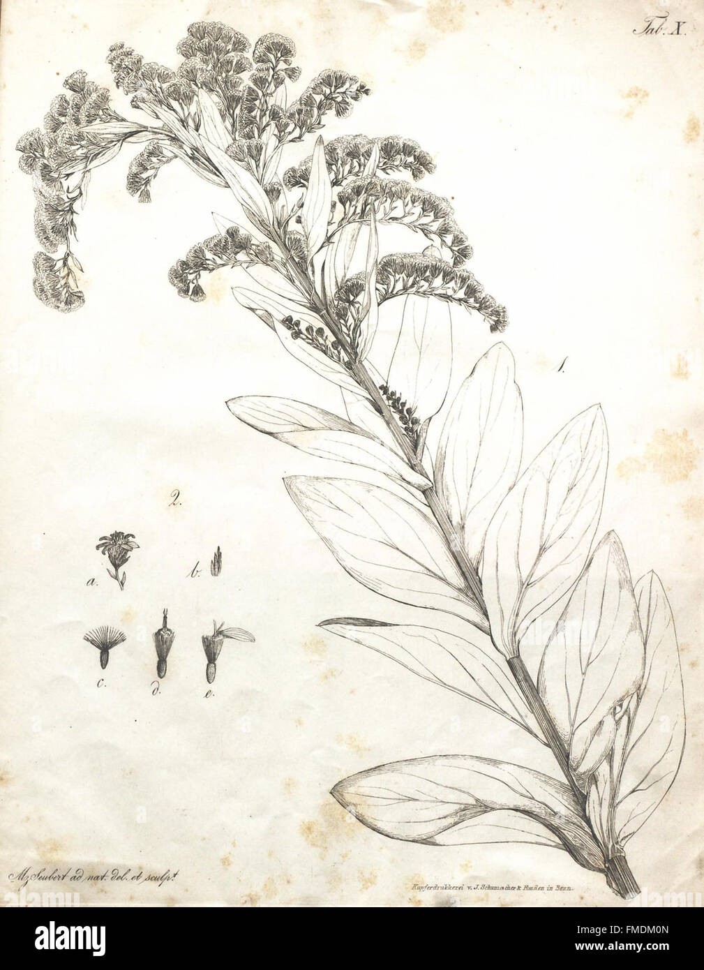 Herbarium collections hi-res stock photography and images - Alamy